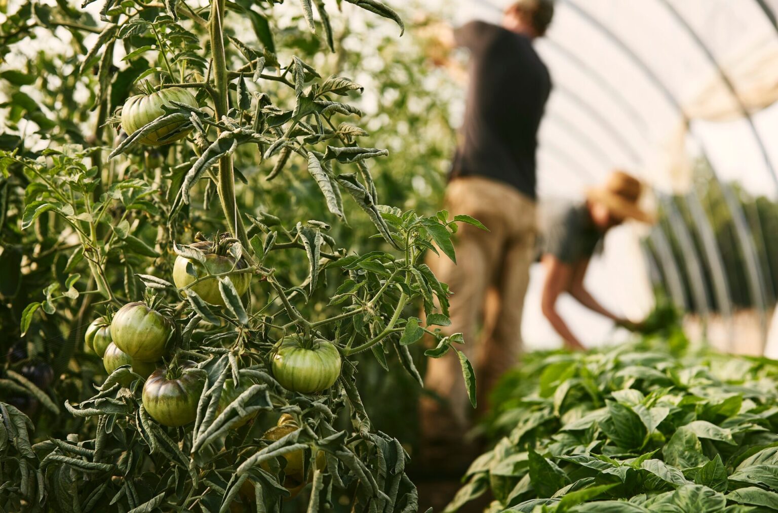 Behind the Beds: A Guided Farm Tour - Finley Farms