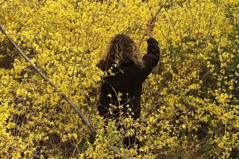 Wild Foraging: Spring Edition - Finley Farms