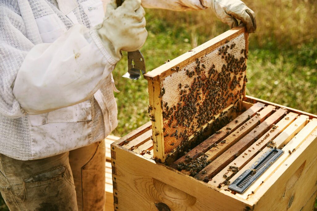 Intro to Beekeeping - Finley Farms